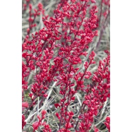 Brakelights® Red Yucca, Hesperaloe parviflora 'Perpa' PP #21,729