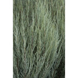 Skyrocket Juniper, Juniperus scopulorum 'Skyrocket', Monrovia Plant