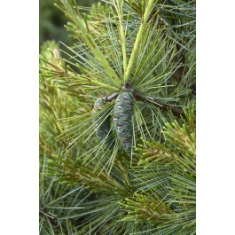 Eastern White Pine, Pinus strobus, Monrovia Plant