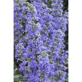 Shoal Creek Chaste Tree, Vitex agnus-castus 'Shoal Creek', Monrovia Plant