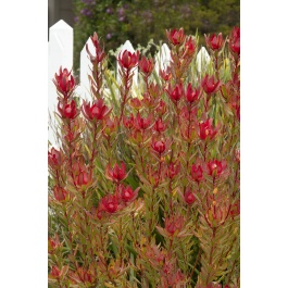 Jester Conebush, Leucadendron 'Jester', Monrovia Plant
