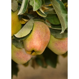 Anna Apple, Malus domestica 'Anna', Monrovia Plant