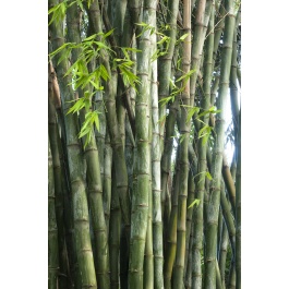 Giant Timber Bamboo, Bambusa oldhamii, Monrovia Plant