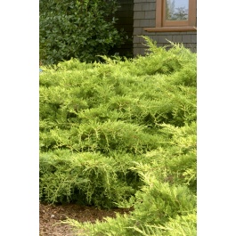 Gold Coast® Juniper, Juniperus x pfitzeriana 'Aurea Improved'