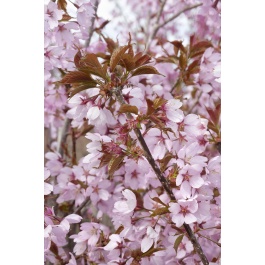 Dream Catcher Flowering Cherry, Prunus 'Dream Catcher', Monrovia Plant