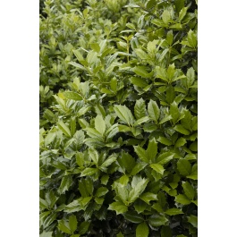 Robin™ Red Holly, Ilex x 'Conin', Monrovia Plant