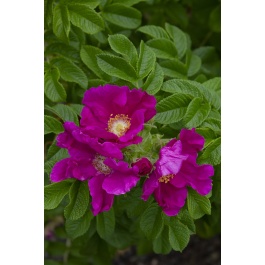 Pink Rugosa Rose, Rosa rugosa, Monrovia Plant