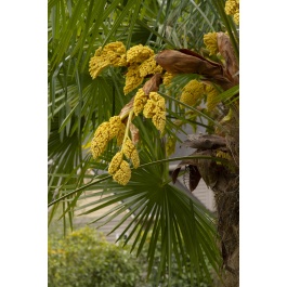 Windmill Palm, Trachycarpus fortunei, Monrovia Plant