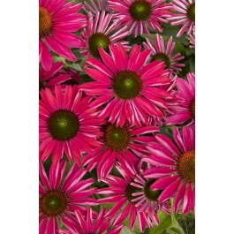 Kismet® Raspberry Coneflower, Echinacea hybrid 'TNECHKR' PP #28,768