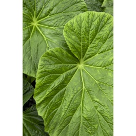 Tectonic® Caldera Begonia, Begonia macrantha 'DJHAP 18001', Monrovia Plant