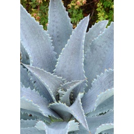 Silver Fox Mangave, x Mangave 'Silver Fox' PP #29,642, Monrovia Plant