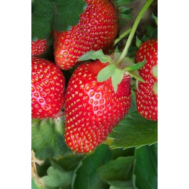 Eversweet Strawberry, Fragaria x ananassa 'Eversweet', Monrovia Plant