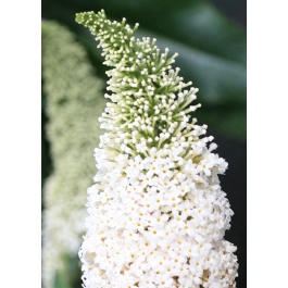 Pugster White® Dwarf Butterfly Bush, Monrovia Plant