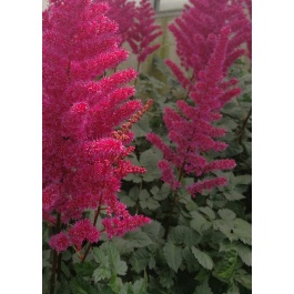 Visions Volcano Astilbe, Astilbe chinensis 'Visions Volcano'