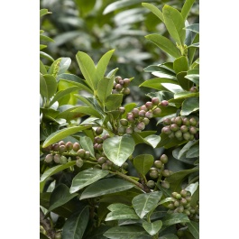 Volcano Cherry Laurel, Prunus laurocerasus 'JONG1' PP #29,889