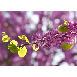 Mexican Redbud, Cercis canadensis var. mexicana, Monrovia Plant