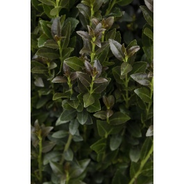 Ruby Colonnade® Holly, Ilex x crenata 'RutHol5' PPAF, Monrovia Plant