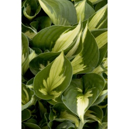 Whirlwind Hosta, Hosta x 'Whirlwind', Monrovia Plant