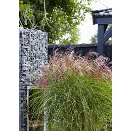 Red Cloud® Maiden Grass, Miscanthus sinensis 'EMPMIS01' PP #30,802