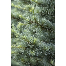 Horstmann Blue Atlas Cedar, Cedrus atlantica 'Horstmann', Monrovia Plant