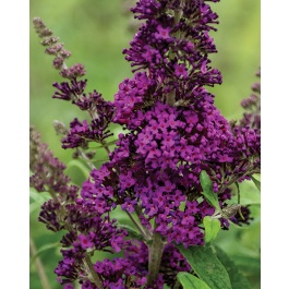 RoyalRazz® Butterfly Bush, Buddleja davidii 'SRPbudroy' PPAF