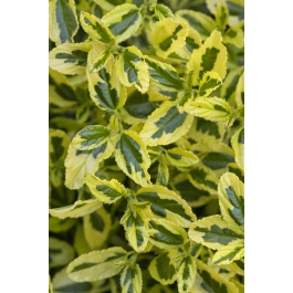 Lemon Ice California Lilac, Ceanothus thyrsiflorus 'Lemon Ice' PP #20,938