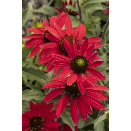 Evolution™ Embers™ Fever Coneflower, Monrovia Plant