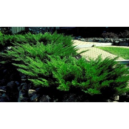 Savin Juniper, Juniperus sabina, Monrovia Plant