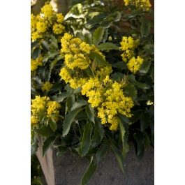 Compact Oregon Grape, Mahonia aquifolium 'Compacta', Monrovia Plant