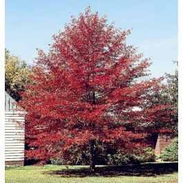 Tupelo, Nyssa sylvatica, Monrovia Plant