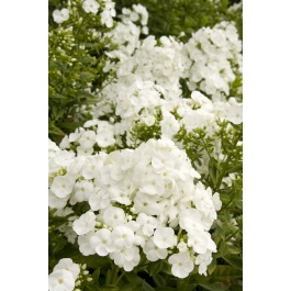 Ice Cap Garden Phlox, Phlox paniculata 'Dasfive', Monrovia Plant