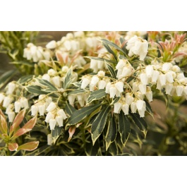 Variegated Japanese Pieris, Pieris japonica 'Variegata', Monrovia Plant