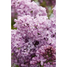 Lavender Lady Lilac, Syringa vulgaris 'Lavender Lady', Monrovia Plant