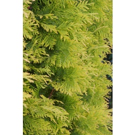 Yellow Ribbon Arborvitae, Thuja occidentalis 'Yellow Ribbon'