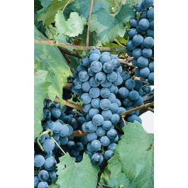 Eastern Concord Grape, Vitis labrusca 'Eastern Concord', Monrovia Plant