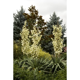 Soft Leaf Yucca, Yucca recurvifolia, Monrovia Plant