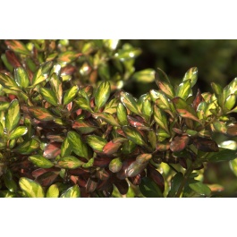 Evening Glow Mirror Plant, Coprosma 'Evening Glow', Monrovia Plant