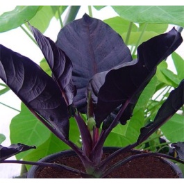 Kapit Elephant Ear, Alocasia 'Kapit', Monrovia Plant