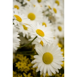 Snowcap Shasta Daisy, Chrysanthemum x superbum 'Snowcap' (Leucanthemum)