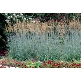 Sioux Blue Indian Grass, Sorghastrum nutans 'Sioux Blue', Monrovia Plant