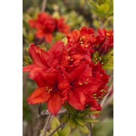 Red Sunset Azalea, Azalea x 'Red Sunset' (Exbury hybrid), Monrovia Plant