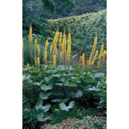Rocket Ligularia, Ligularia stenocephala 'The Rocket', Monrovia Plant