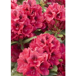 Lord Roberts Rhododendron, Rhododendron x 'Lord Roberts' (H-2)