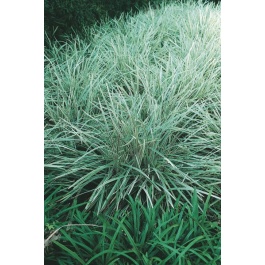 Aztec Grass, Liriope muscari 'Aztec Grass', Monrovia Plant