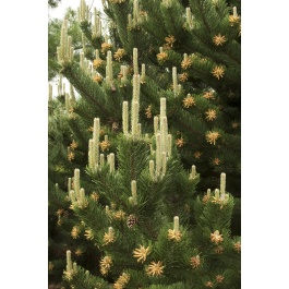 Oregon Green Austrian Pine, Pinus nigra 'Oregon Green', Monrovia Plant