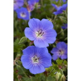 Rozanne Cranesbill, Geranium x 'Rozanne', Monrovia Plant