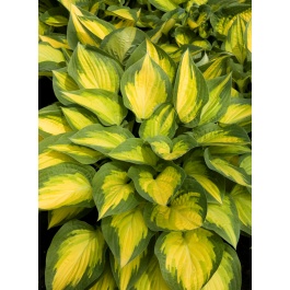 Orange Marmalade Hosta, Hosta x 'Orange Marmalade', Monrovia Plant