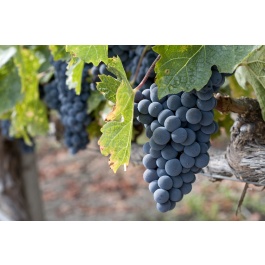 Zinfandel Grape, Vitis vinifera 'Zinfandel', Monrovia Plant
