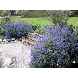 Blue Balloon® Bluebeard, Caryopteris x clandonensis 'Korball'