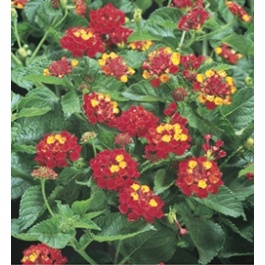 American Red Bush Lantana, Lantana camara 'American Red', Monrovia Plant